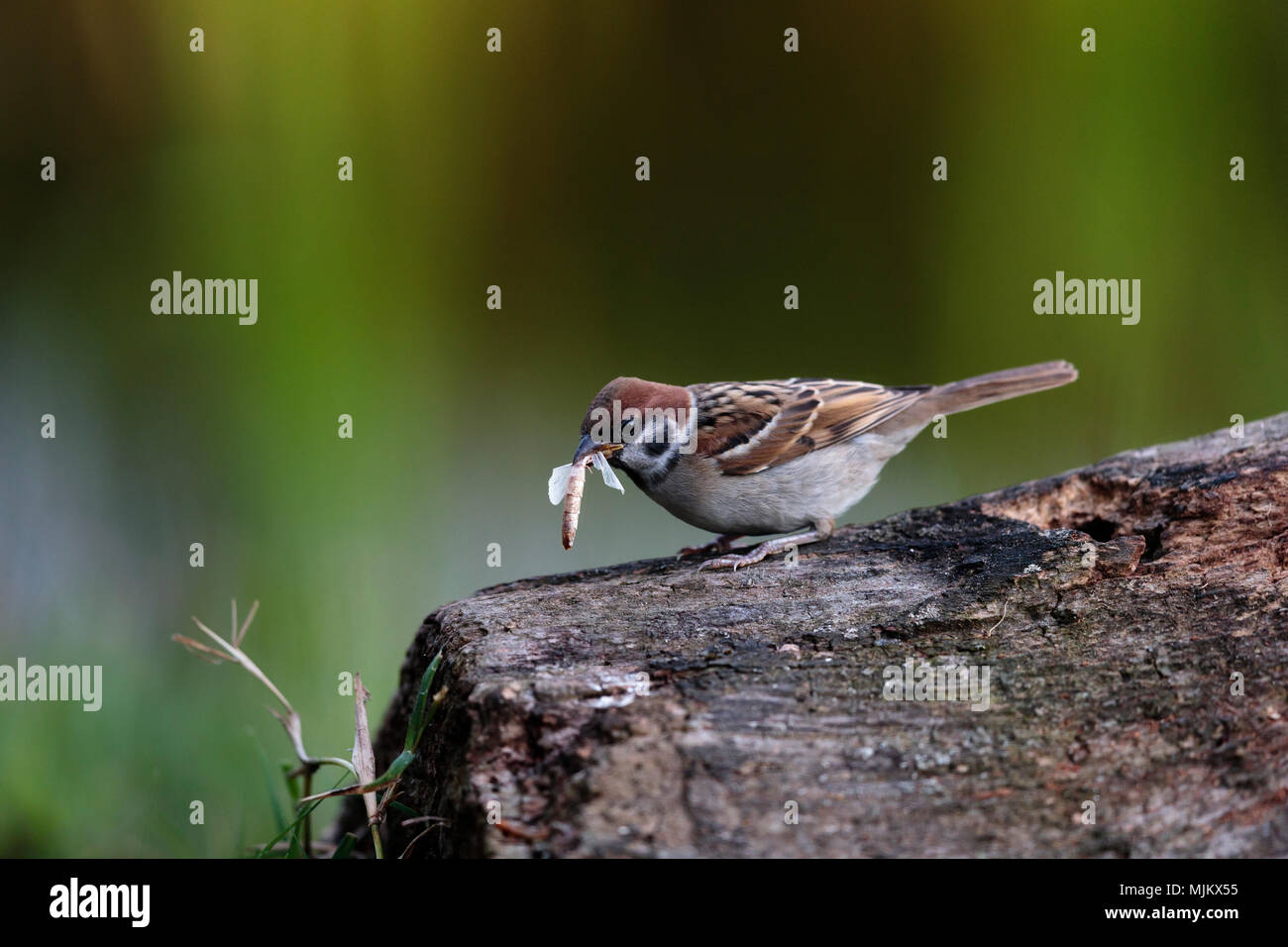 Tree sparrow eating an insect in the Danube Delta Romania Stock Photo ...