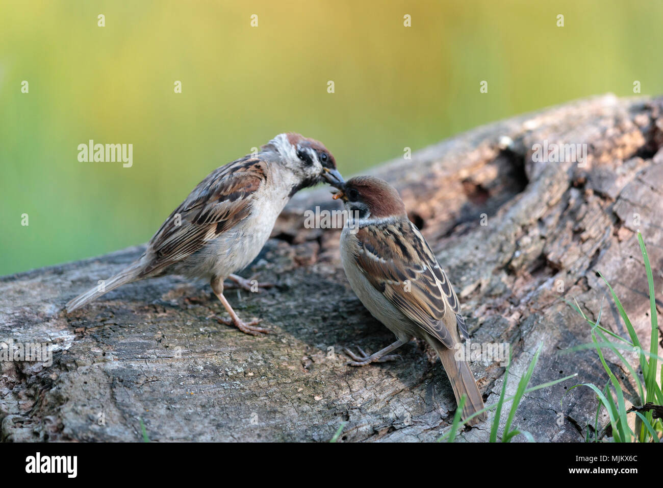 Tree sparrow feeding a chick in the Danube Delta Romania Stock Photo ...
