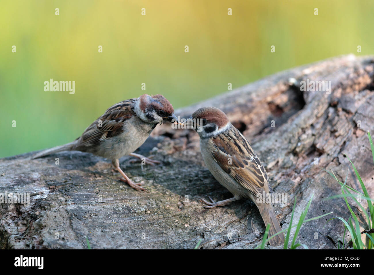 Sparrow Chick Stock Photos & Sparrow Chick Stock Images - Alamy