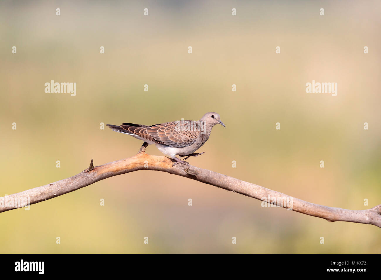 Turtle dove on a tree branch in the Danube Delta Romania Stock Photo ...