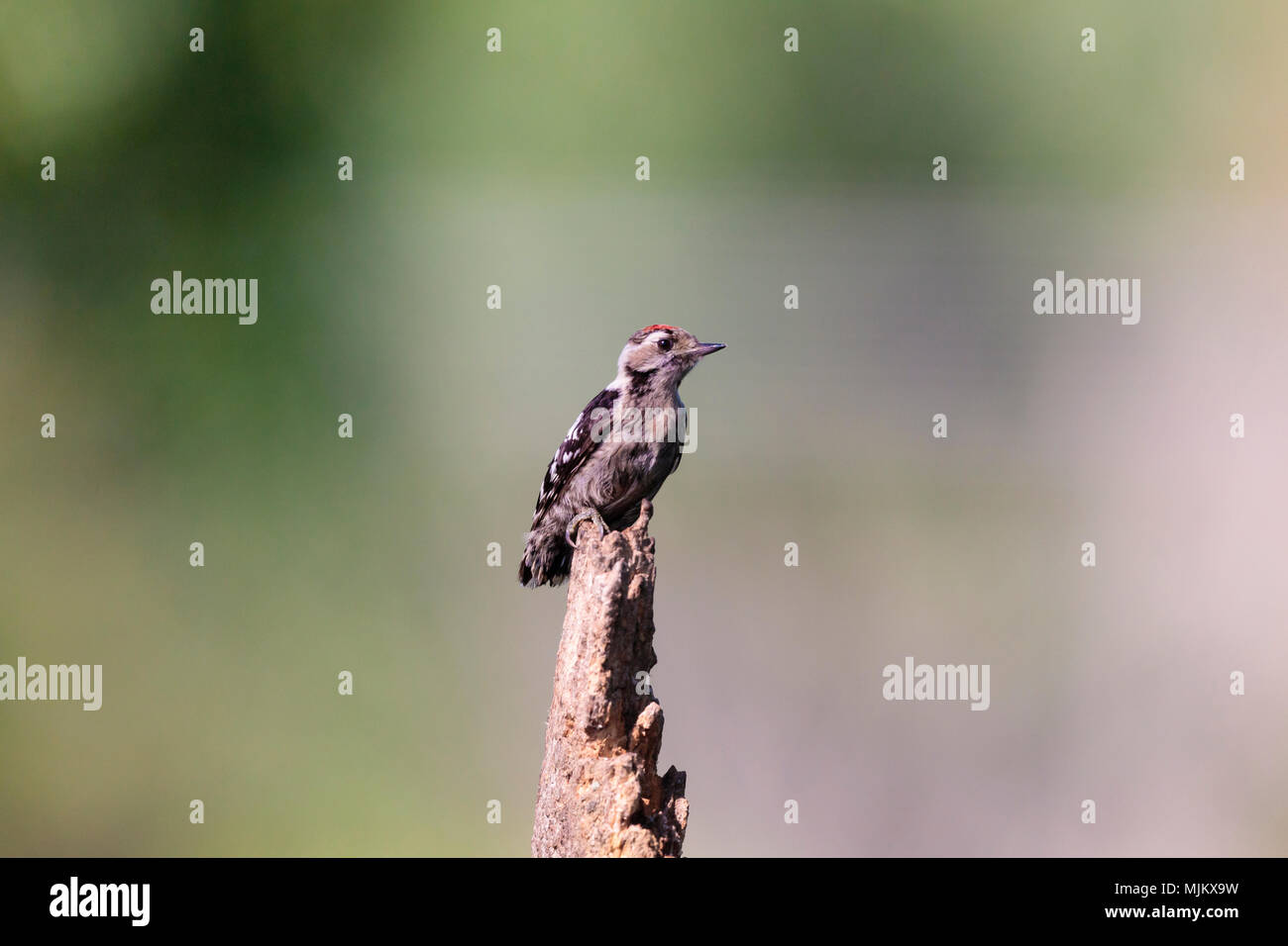 Uk woodpecker hi-res stock photography and images - Alamy