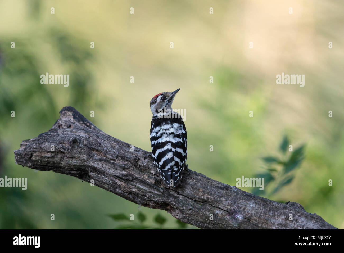 Lesser spotted woodpecker uk hi-res stock photography and images - Alamy
