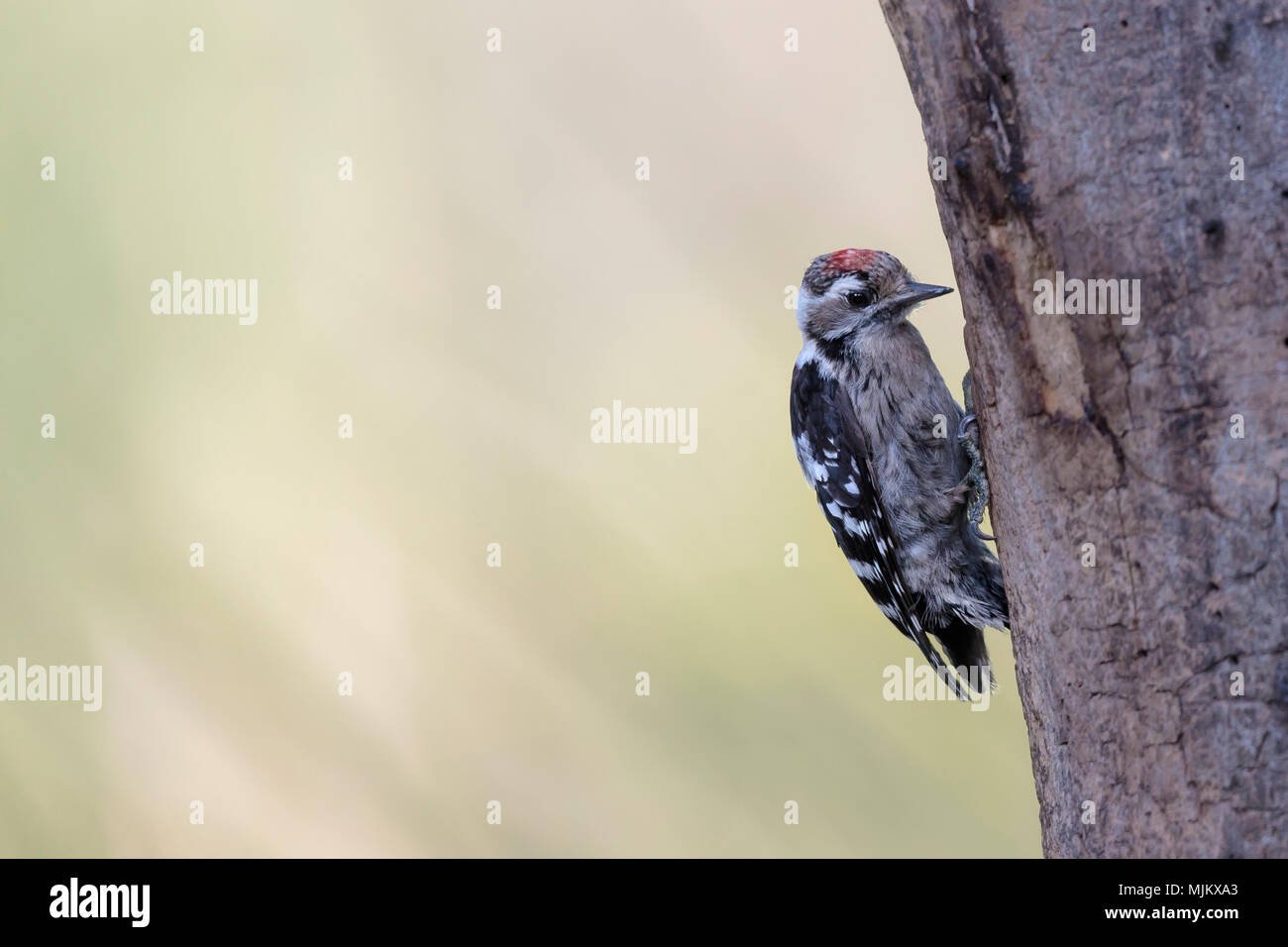Lesser spotted woodpecker feeding on an old tree in the Danube Delta ...