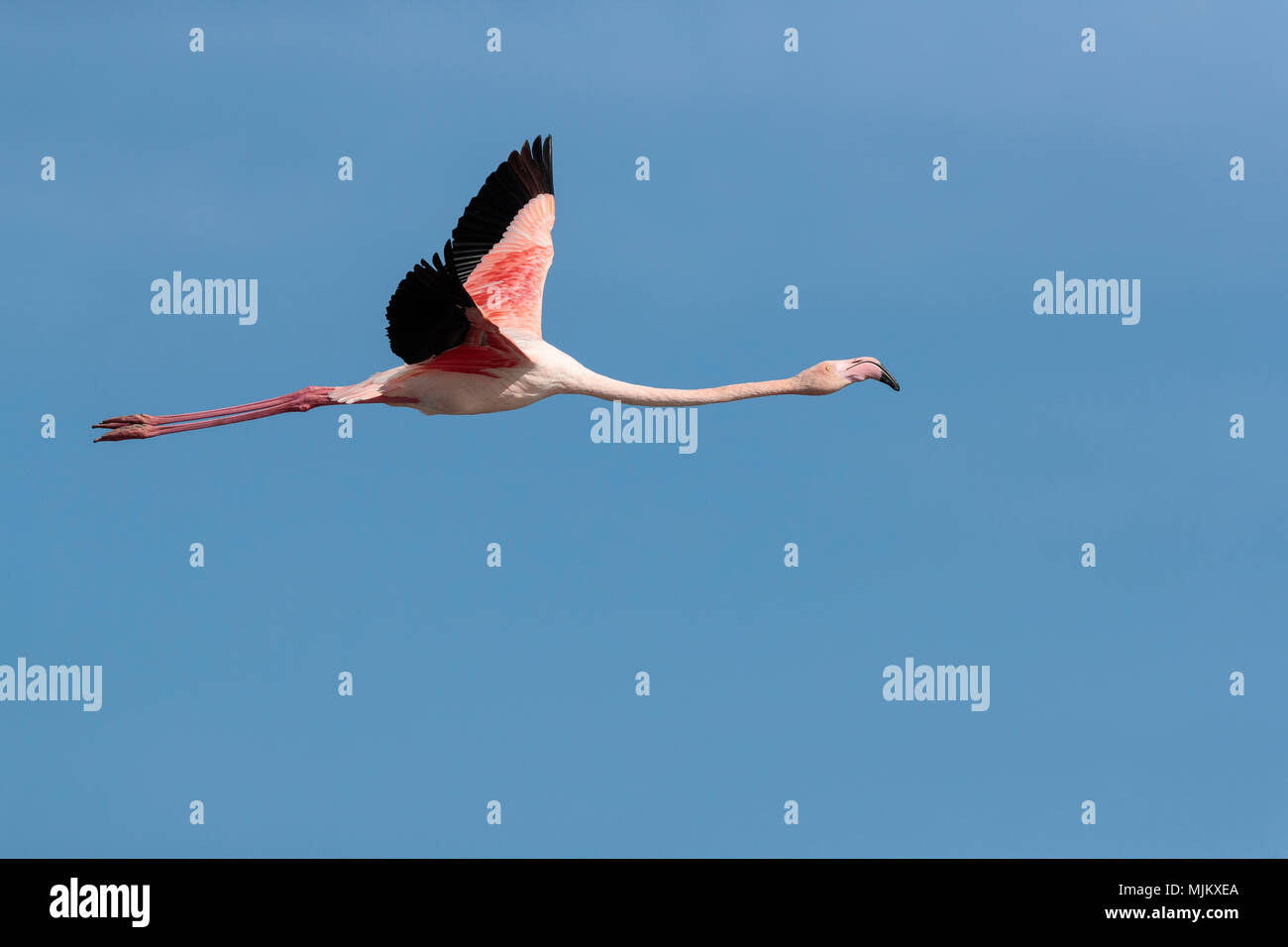 Pink flamingos wading in water hi-res stock photography and images - Alamy