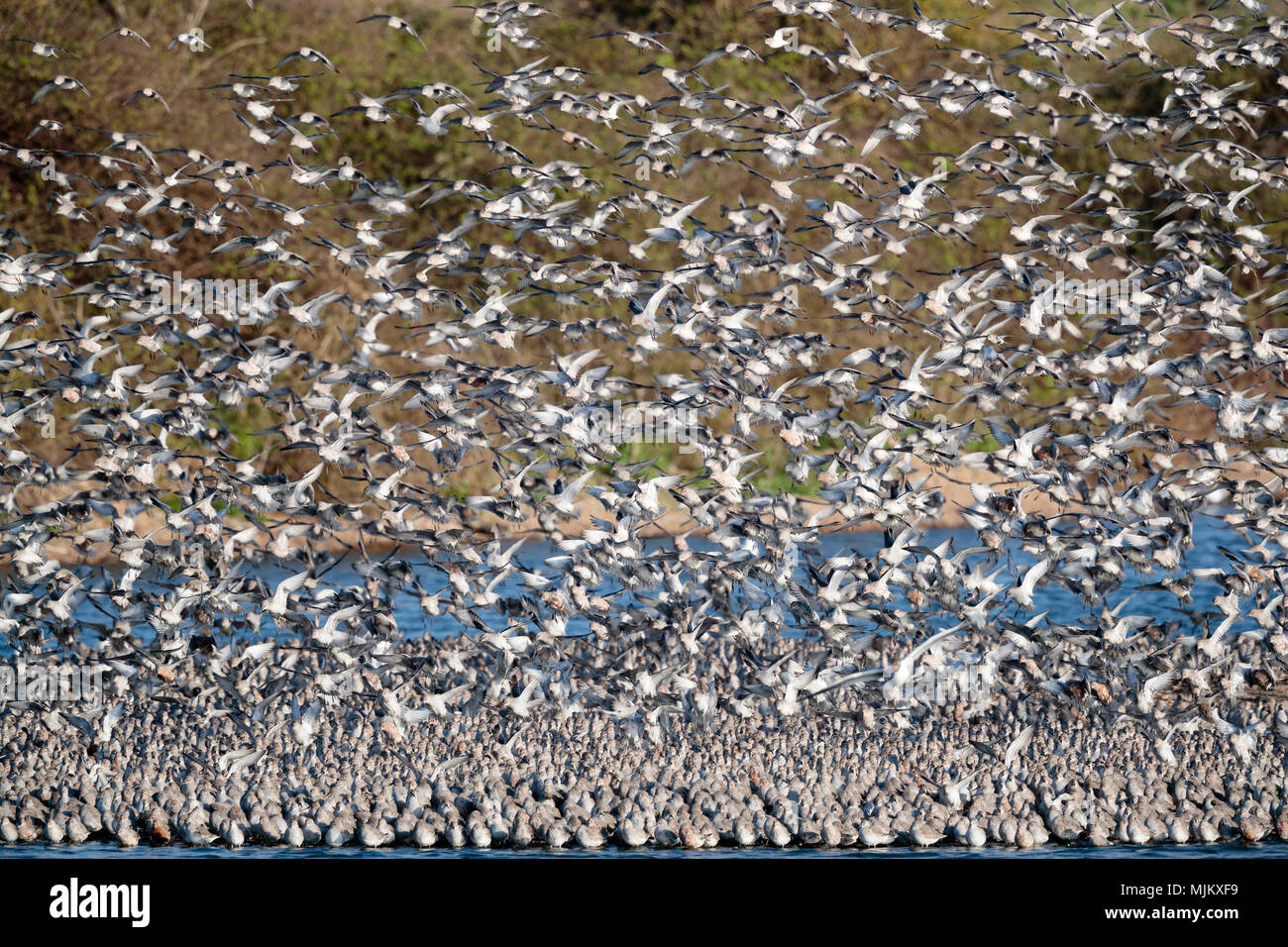 Knots in flight hi-res stock photography and images - Alamy