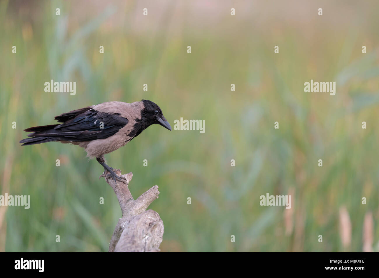 Hooded crow in the Danube Delta Romania Stock Photo - Alamy