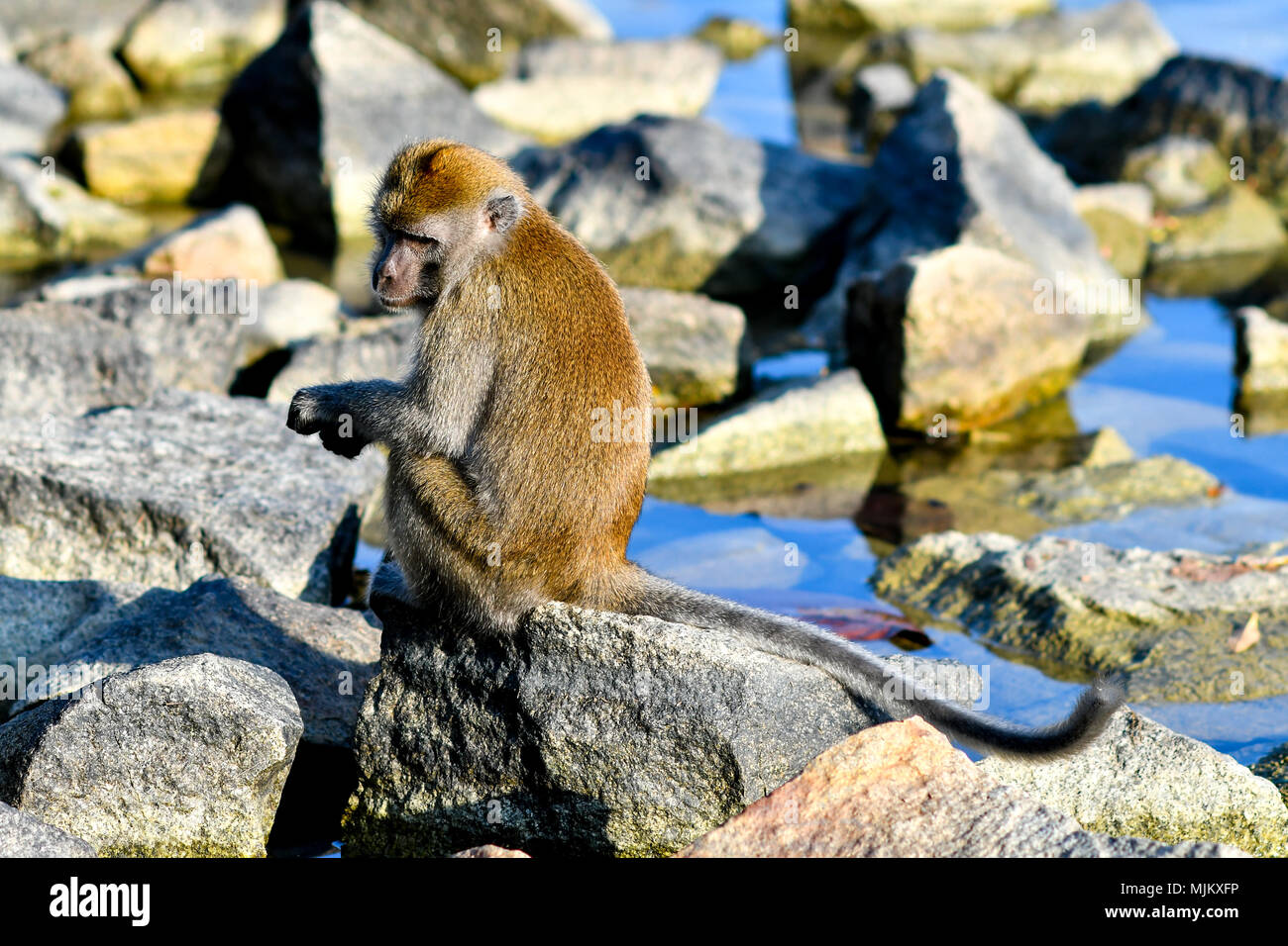 funny looking long-tailed macaque Stock Photo - Alamy
