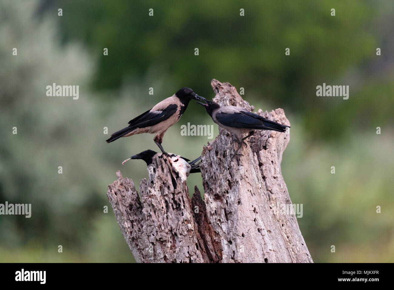 Crow bird birds hi-res stock photography and images - Alamy