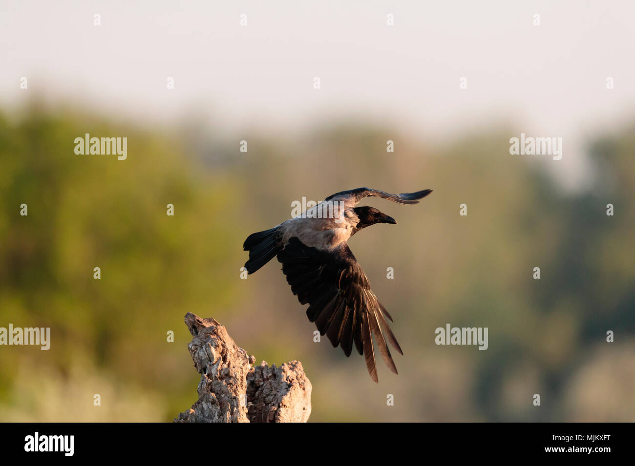 Hooded crow flying in hi-res stock photography and images - Alamy