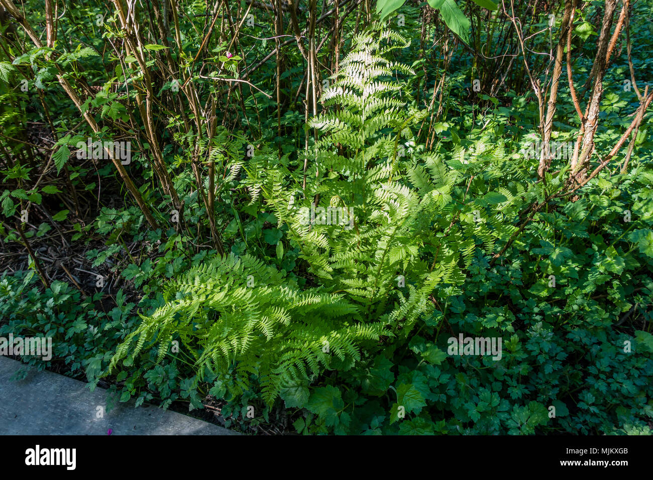 Delicate fern hi-res stock photography and images - Alamy