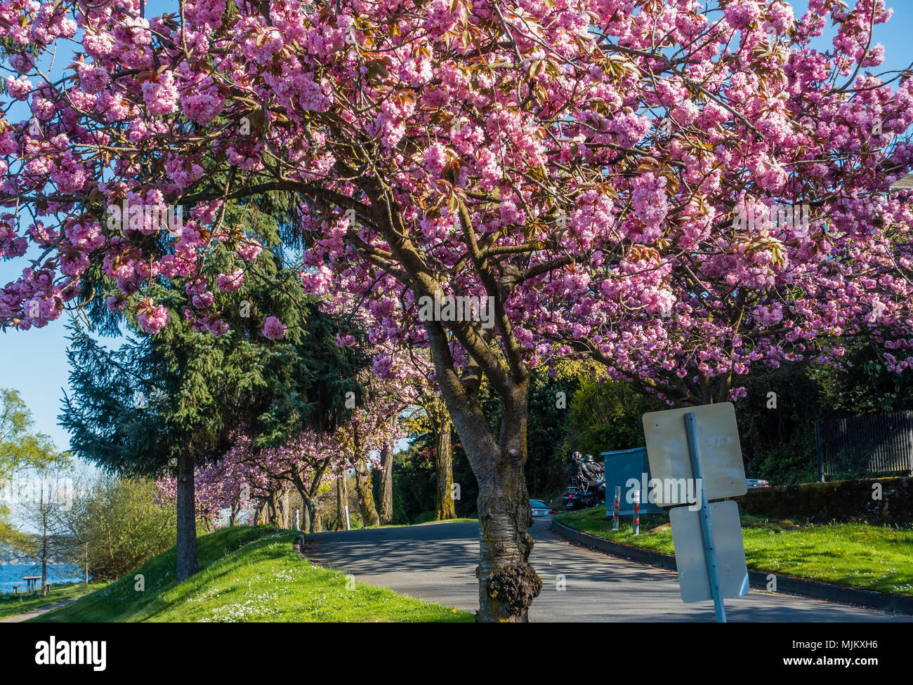 Cherry Trees in full bloom line the shore of Lake Washington in Seattle ...