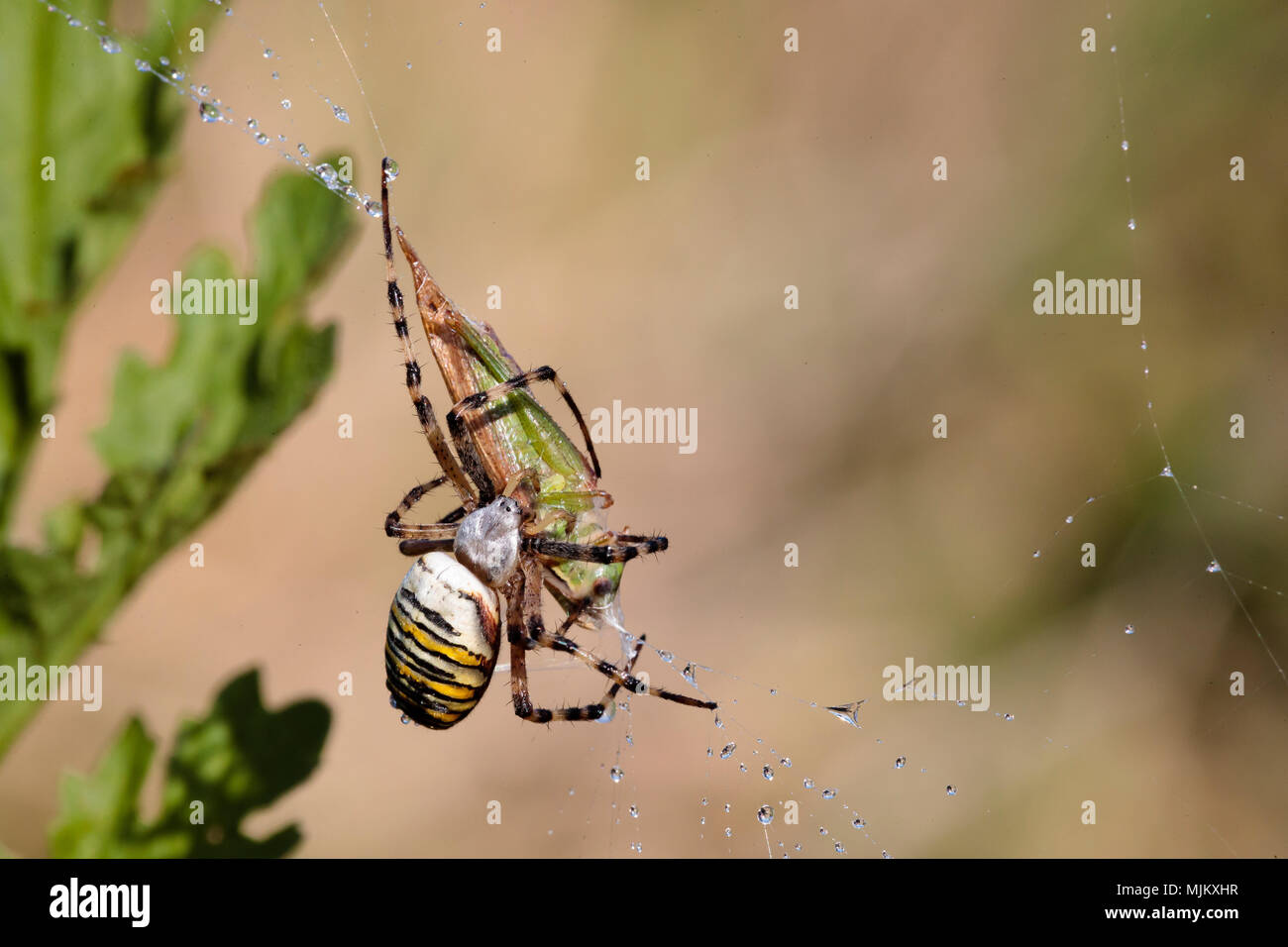 Wasp spider (Argiope bruennichi) with grasshopper prey Stock Photo - Alamy