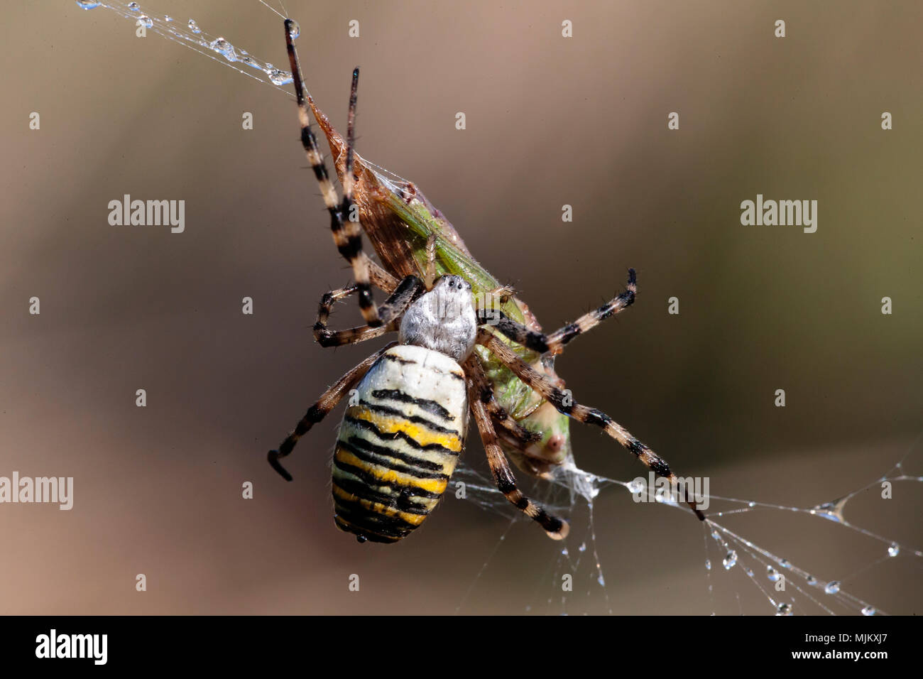 Wasp spider (Argiope bruennichi) with grasshopper prey Stock Photo - Alamy