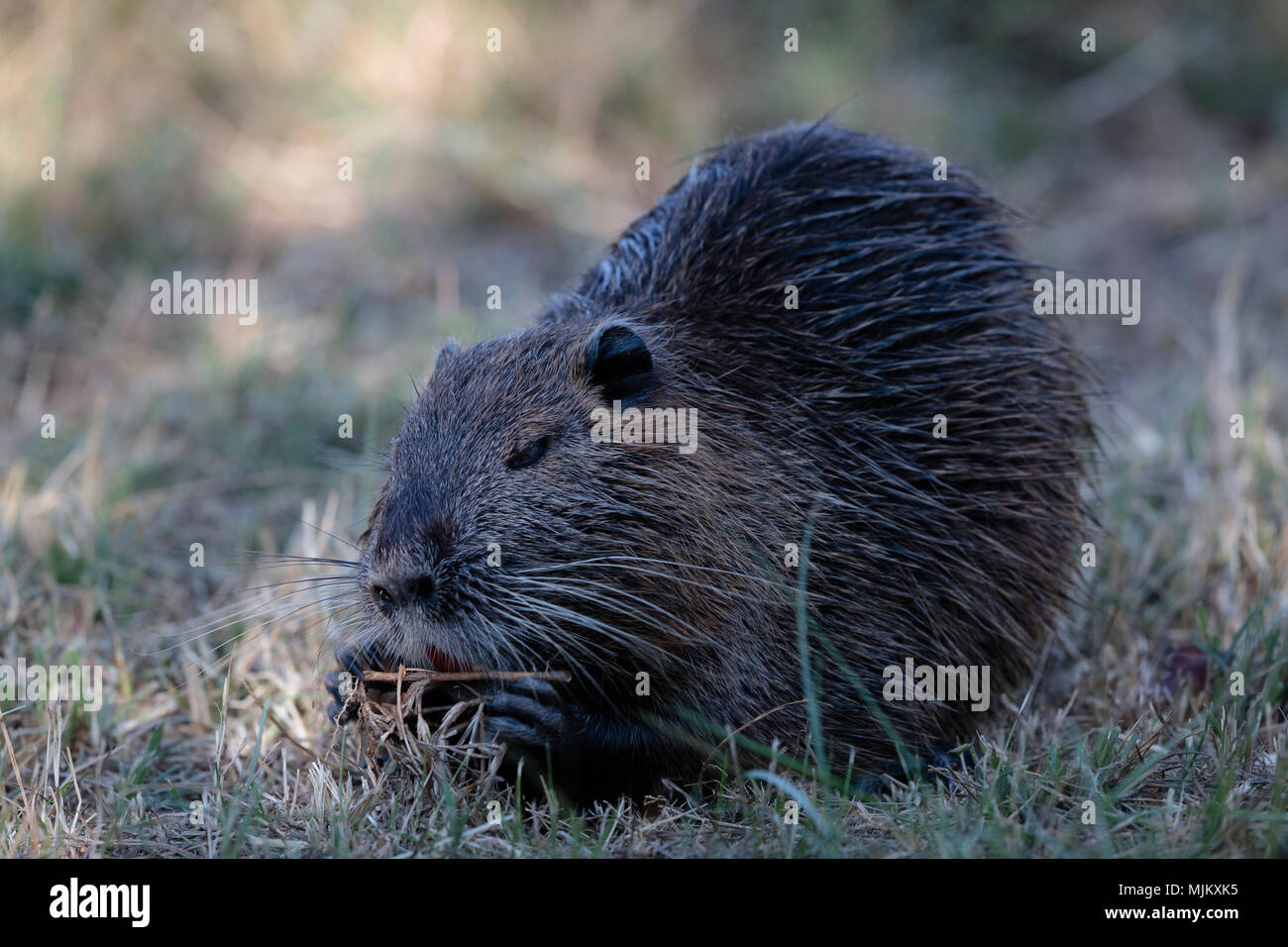 Feeding in coastal wetland habitat hi-res stock photography and images ...