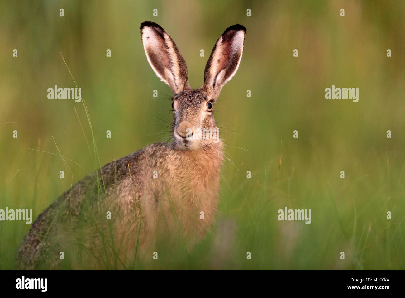 Dark tipped ears hi-res stock photography and images - Alamy
