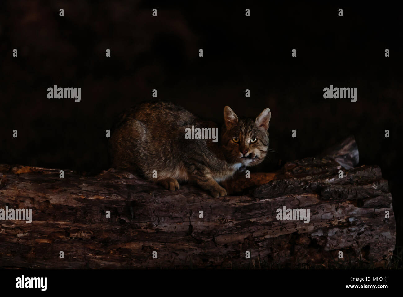 Wild cat in the Danube Delta Romania Stock Photo - Alamy
