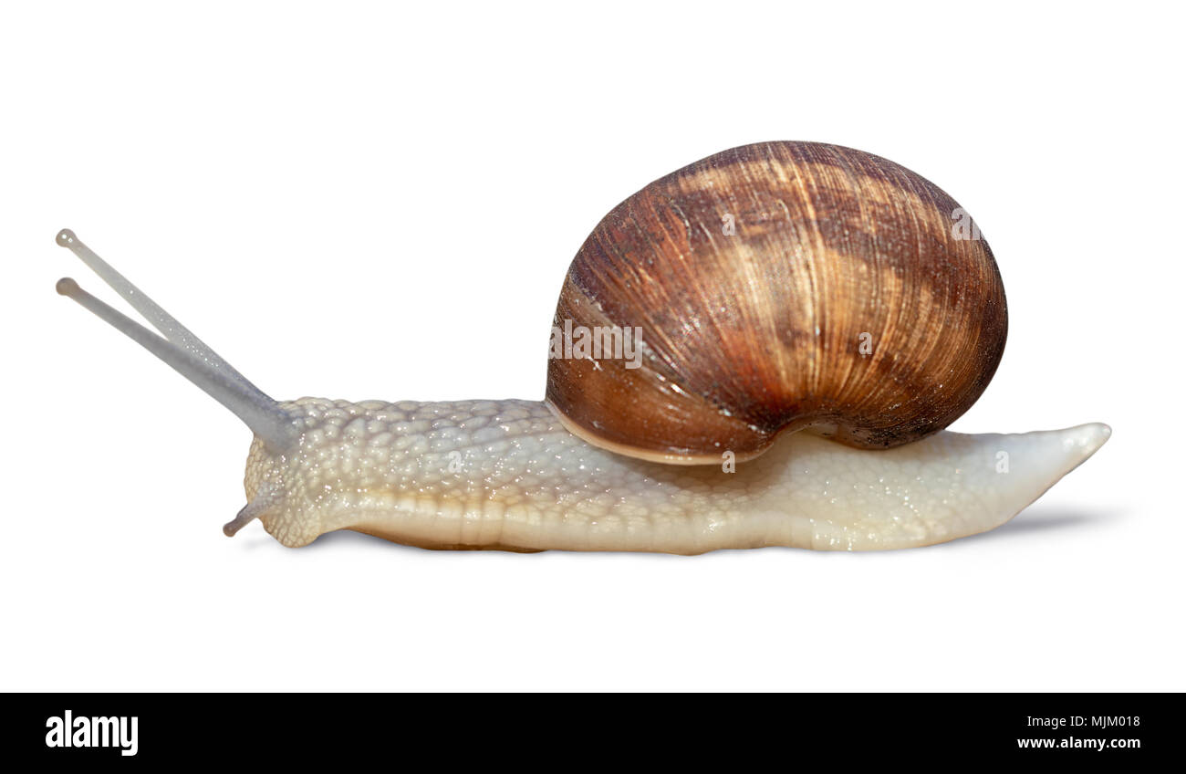 Slime Cut Out Stock Images & Pictures - Alamy