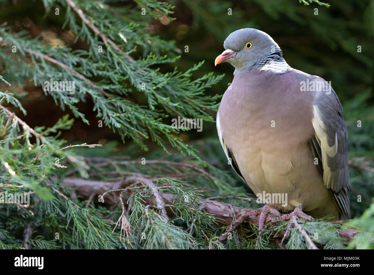 Ring-necked wild dove sitting on a branch of thuja. Close up view Stock ...