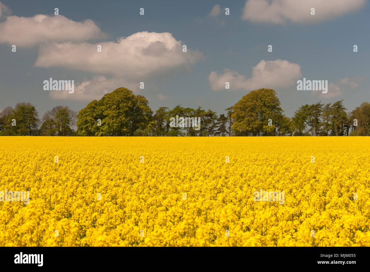 Field oil oilseed plant rapeseed hi-res stock photography and images ...