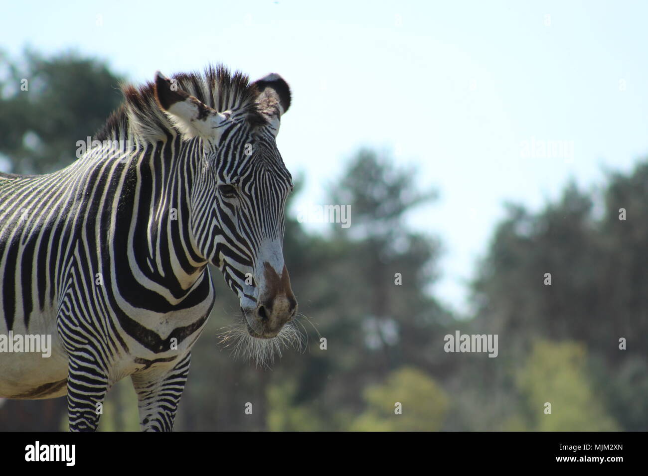 Wallpaper with animals hi-res stock photography and images - Alamy