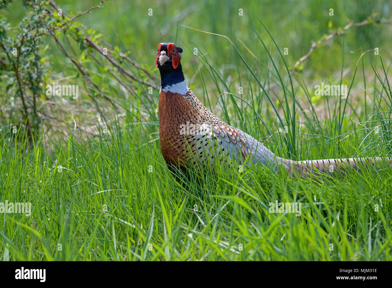 Ring-necked Pheasant foraging in the tall grass. The genus name comes ...