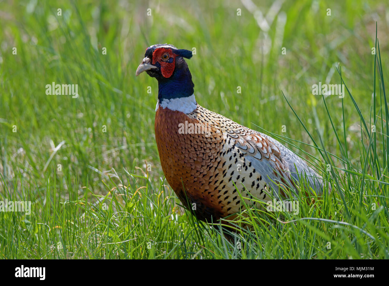 Ring-necked Pheasant foraging in the tall grass. The genus name comes ...