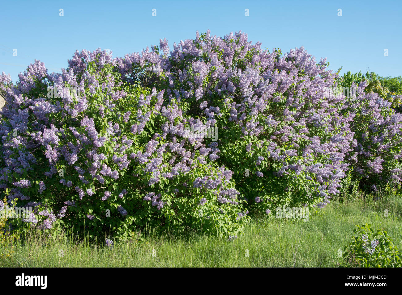 Huge bush hi-res stock photography and images - Alamy