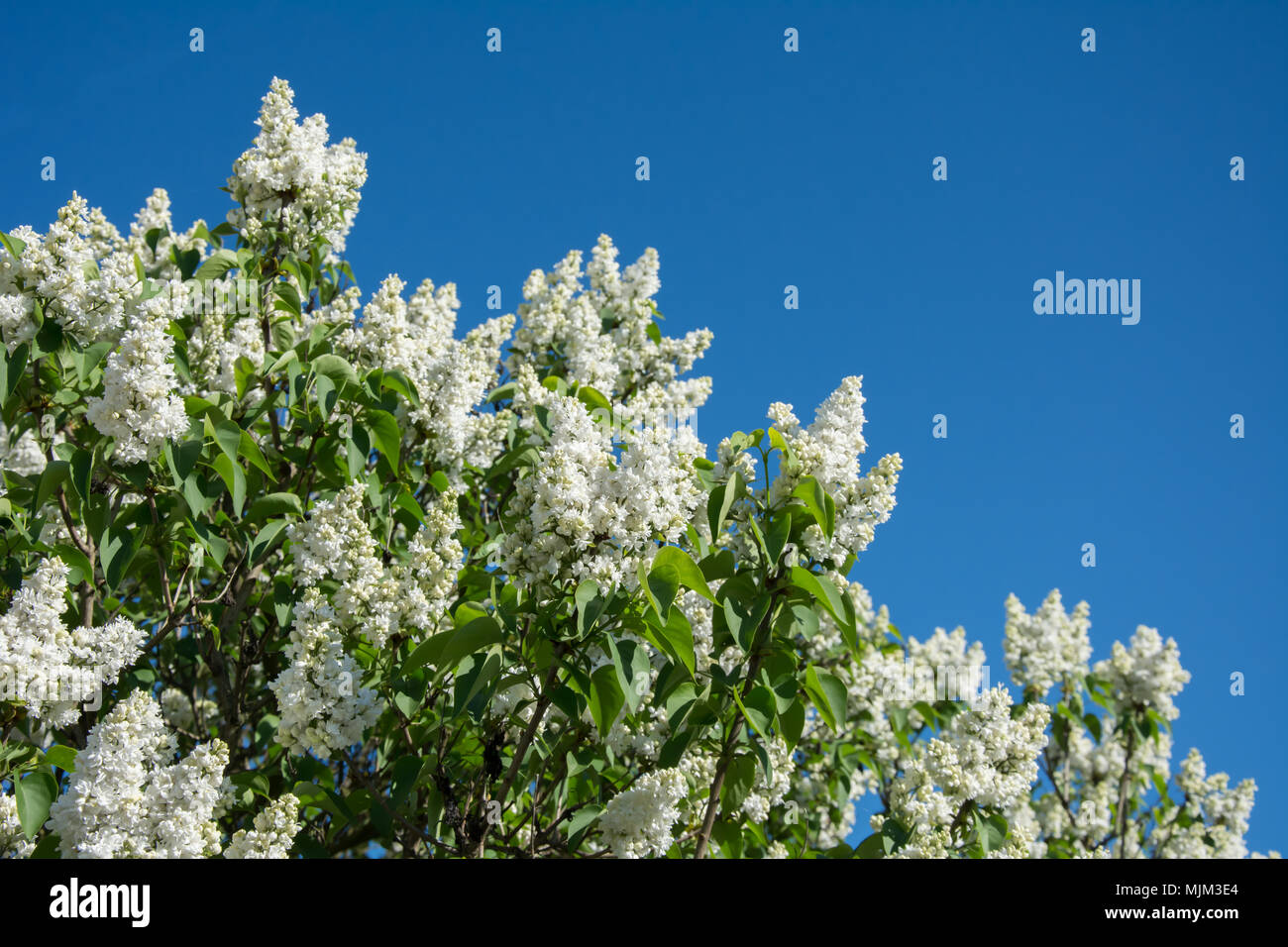 Branches of white lilac in full bloom Stock Photo - Alamy