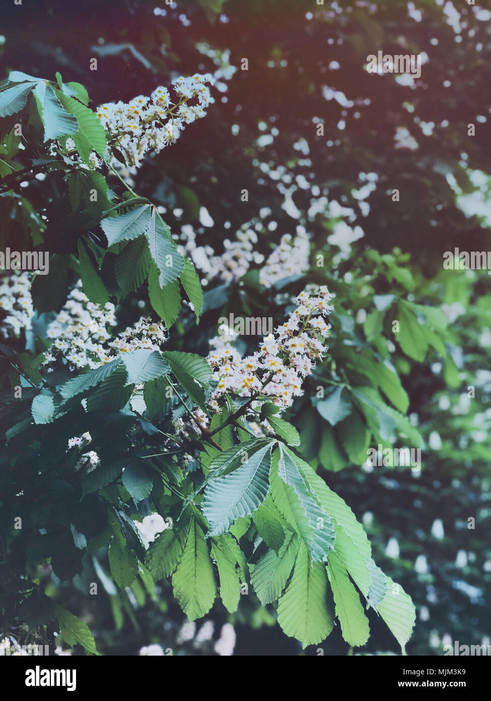 White chestnut branches with flowers in spring garden Stock Photo - Alamy