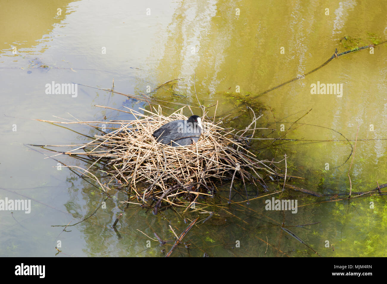 Floating nest coot hi-res stock photography and images - Alamy