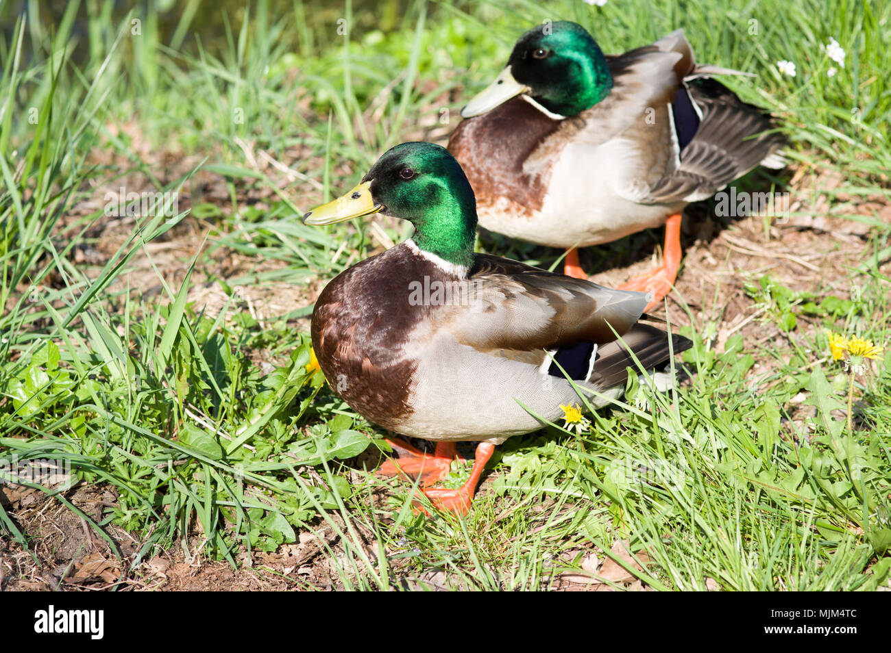 Two male mallards hi-res stock photography and images - Alamy