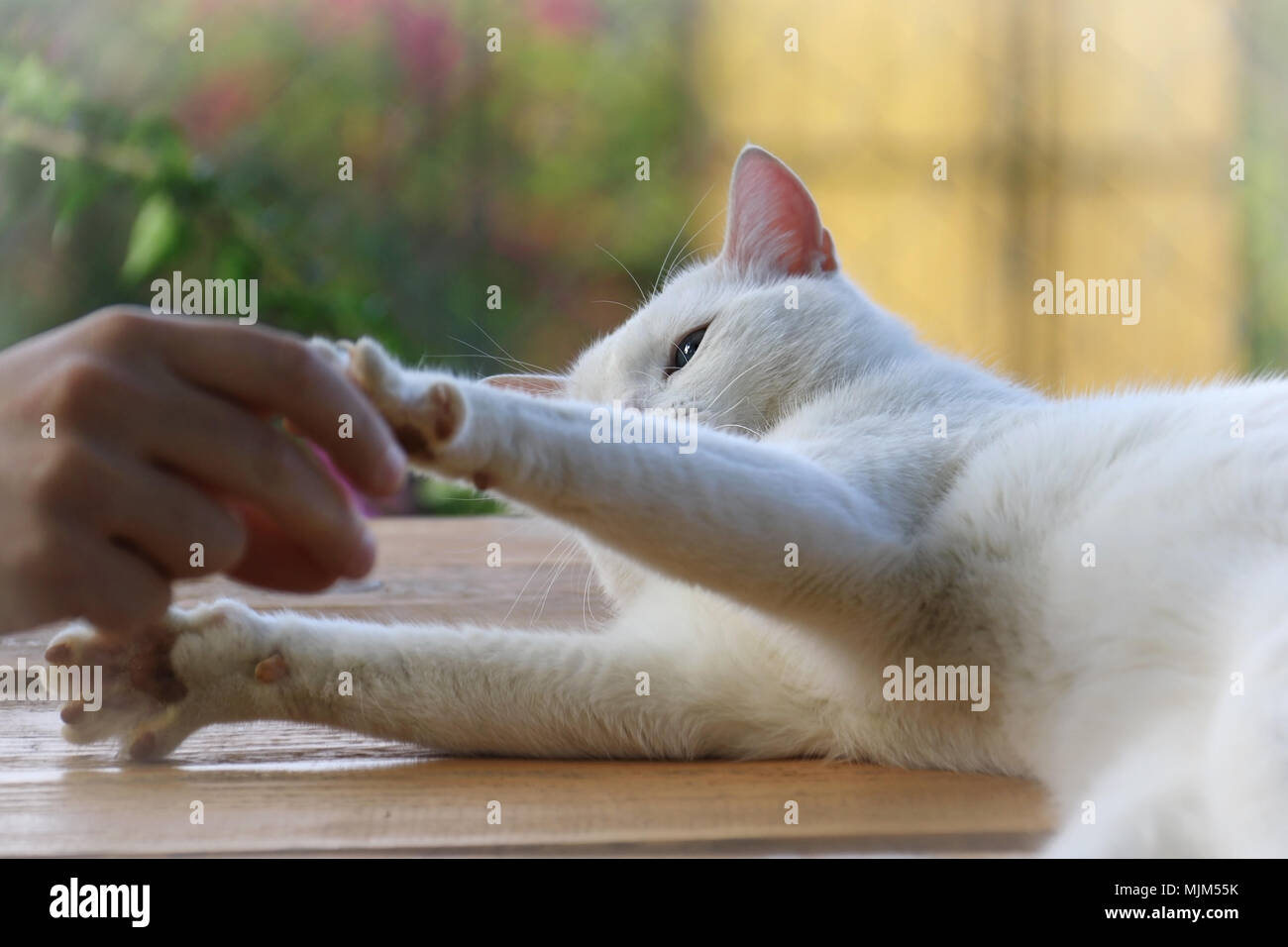 Hand holding a cat hi-res stock photography and images - Alamy