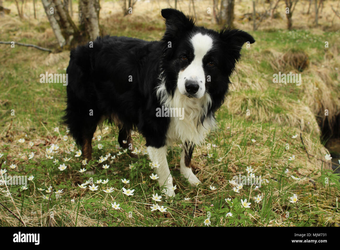 Good old boy hi-res stock photography and images - Alamy