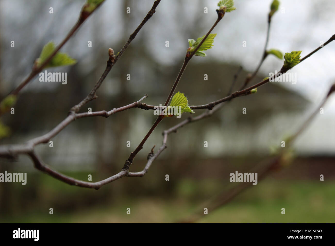 Spring is on its way hi-res stock photography and images - Alamy