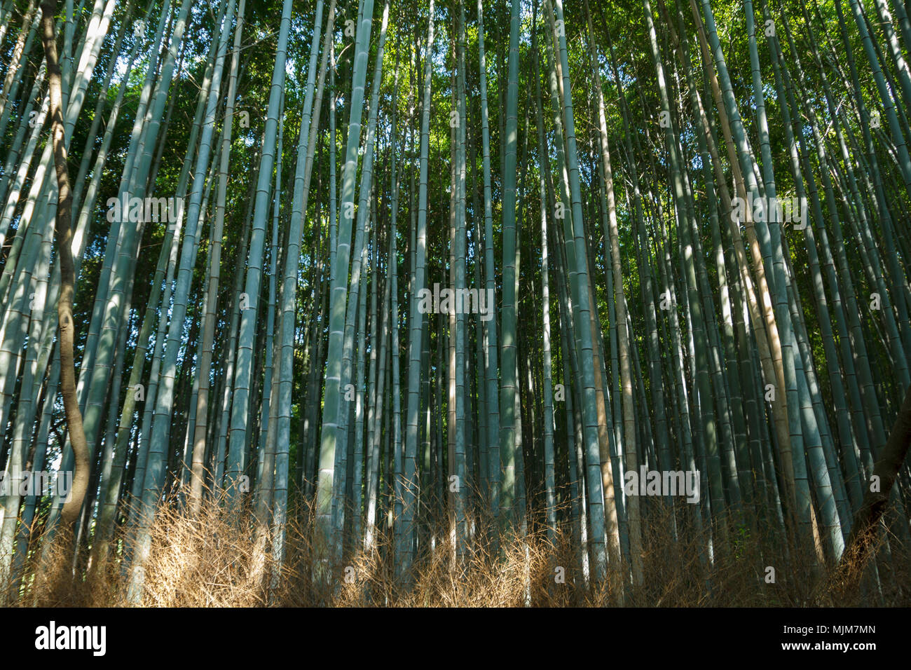 Bambu forest arashiyama hi-res stock photography and images - Alamy