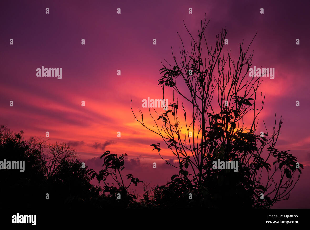 Wilted tree with beautiful sunset background, amazing sunset glow in ...