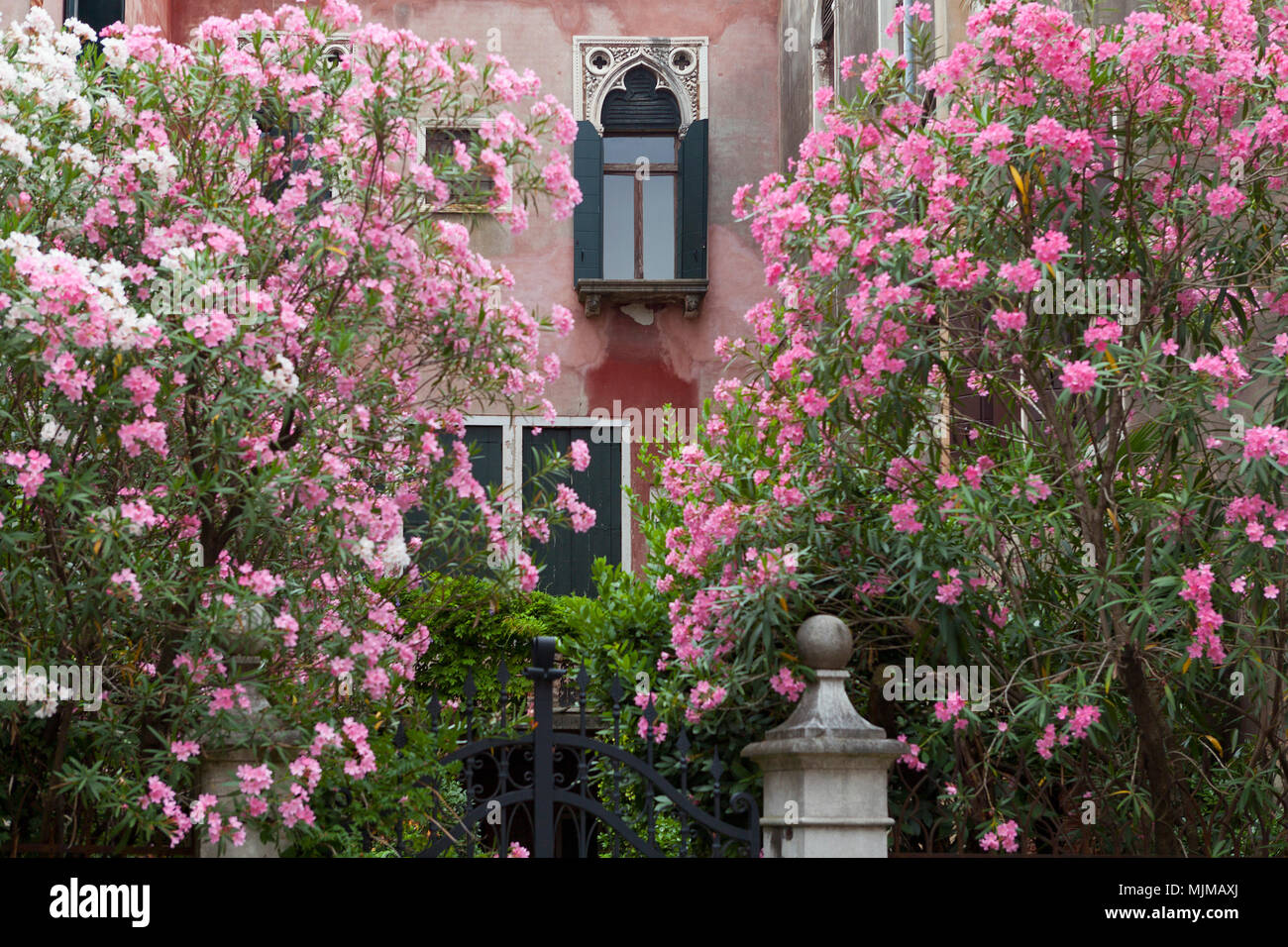 Venice pink hi-res stock photography and images - Alamy