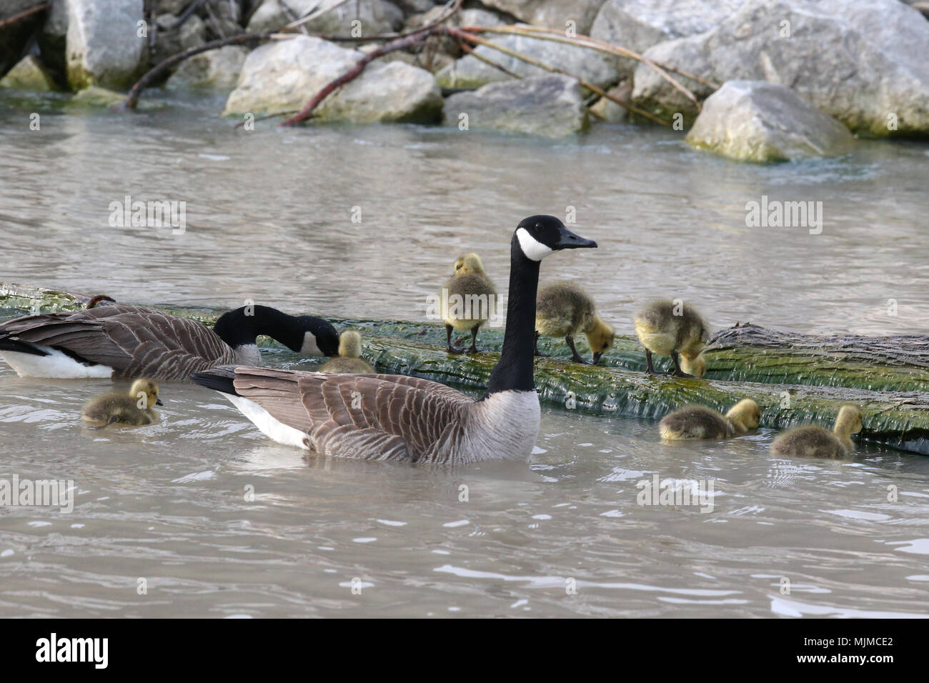 Baby canadian geese hi-res stock photography and images - Alamy