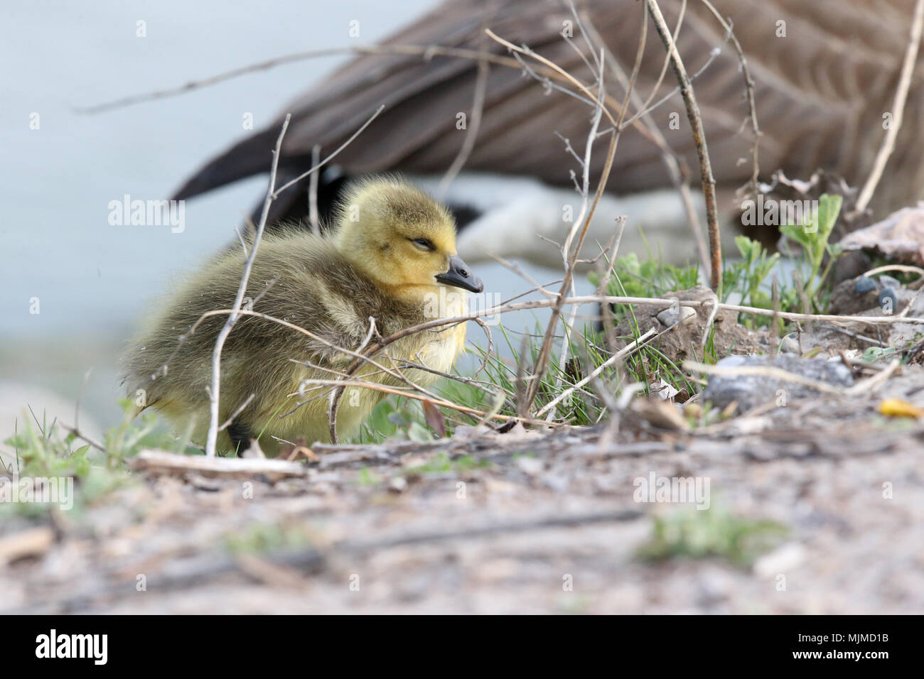 Baby canadian geese hi-res stock photography and images - Alamy