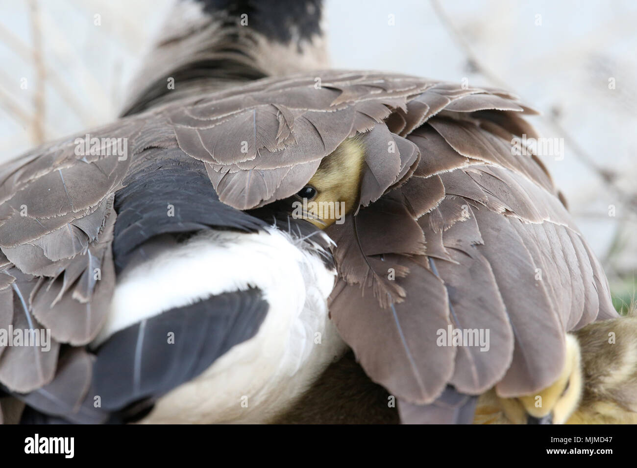 Mom geese hi-res stock photography and images - Alamy