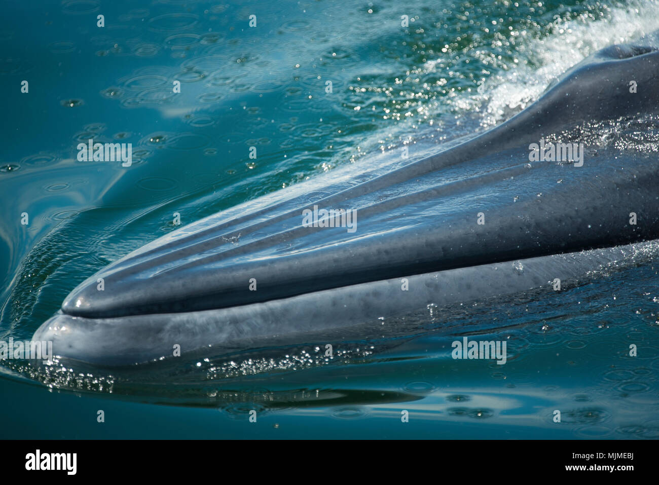 Brydes whale hi-res stock photography and images - Alamy