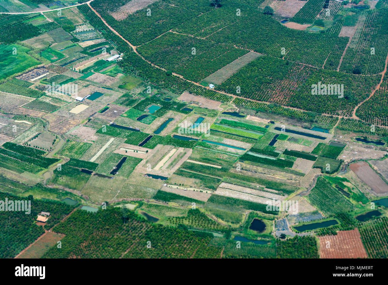 bird eye view of paddy rice field in Thailand, view from airplane Stock ...