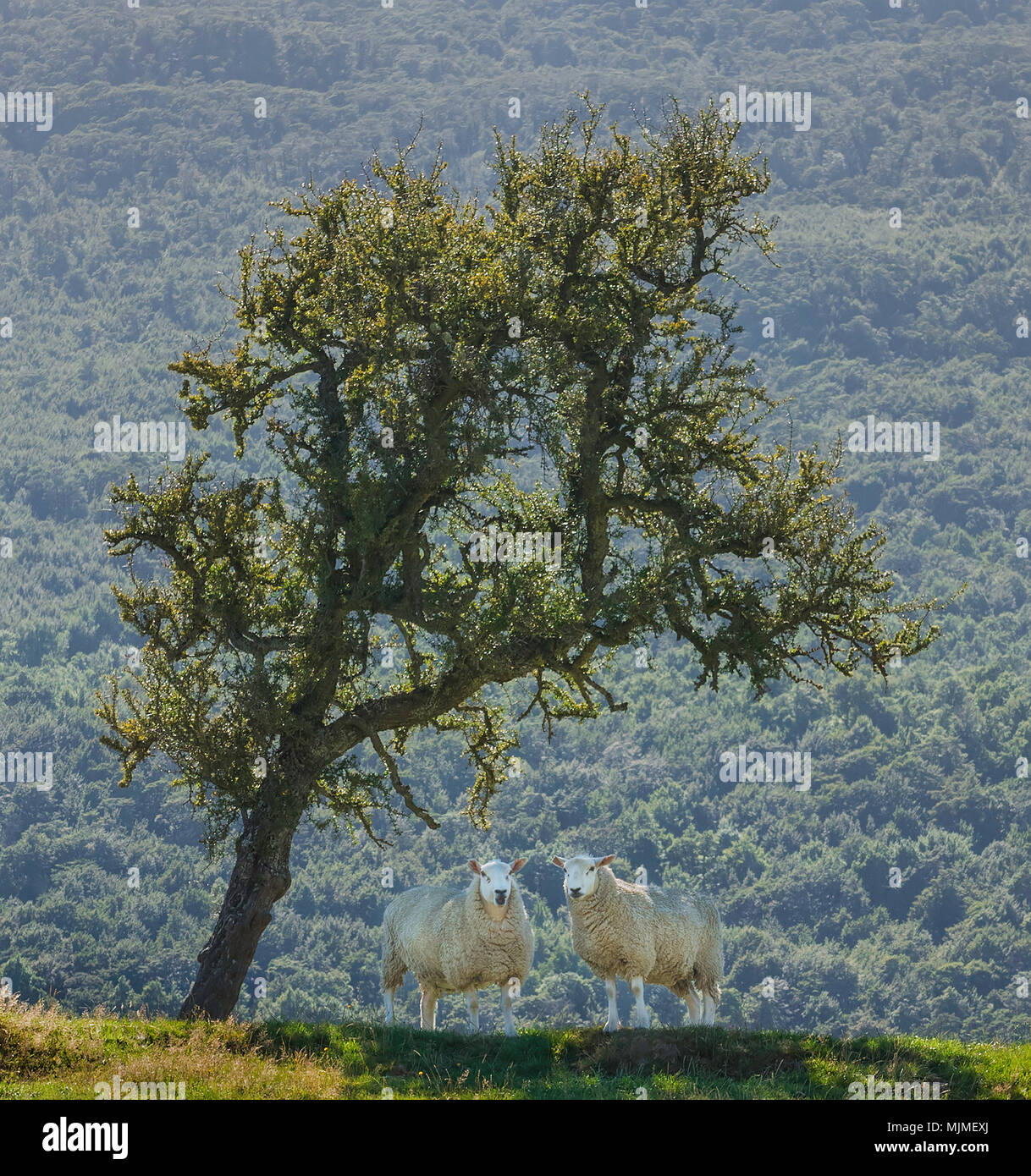 Wildlife sheep hi-res stock photography and images - Alamy