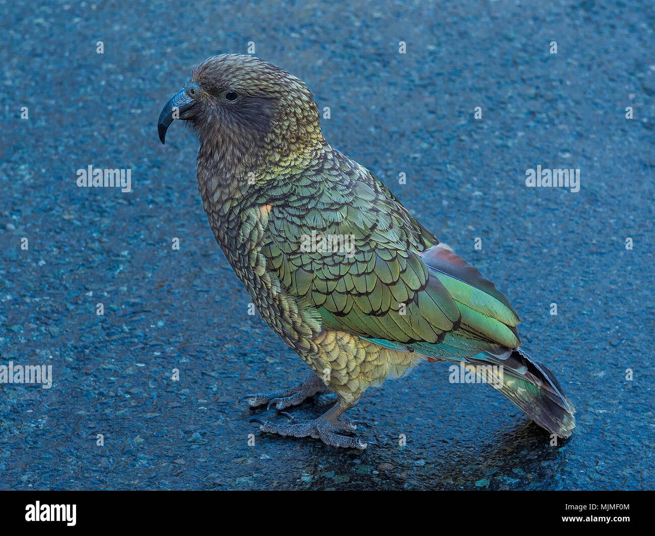 Kea wildlife bird hi-res stock photography and images - Alamy