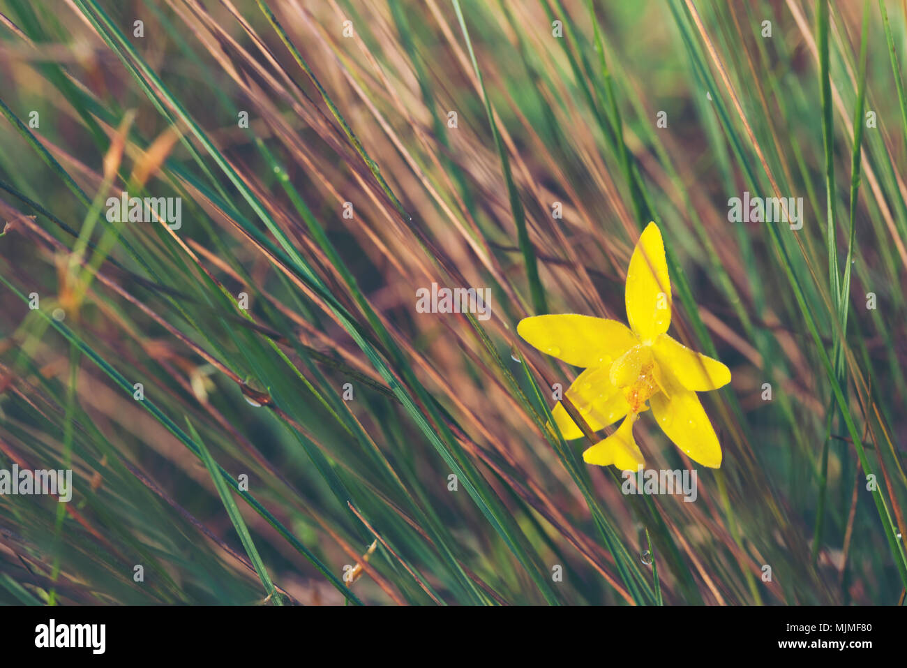 tropical plant and flower in the forest of deep Stock Photo - Alamy
