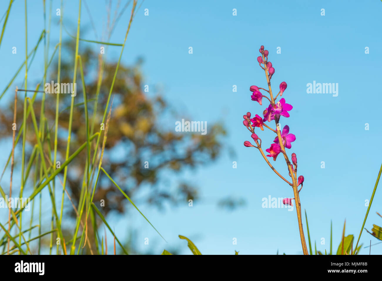tropical plant and flower in the forest of deep Stock Photo - Alamy
