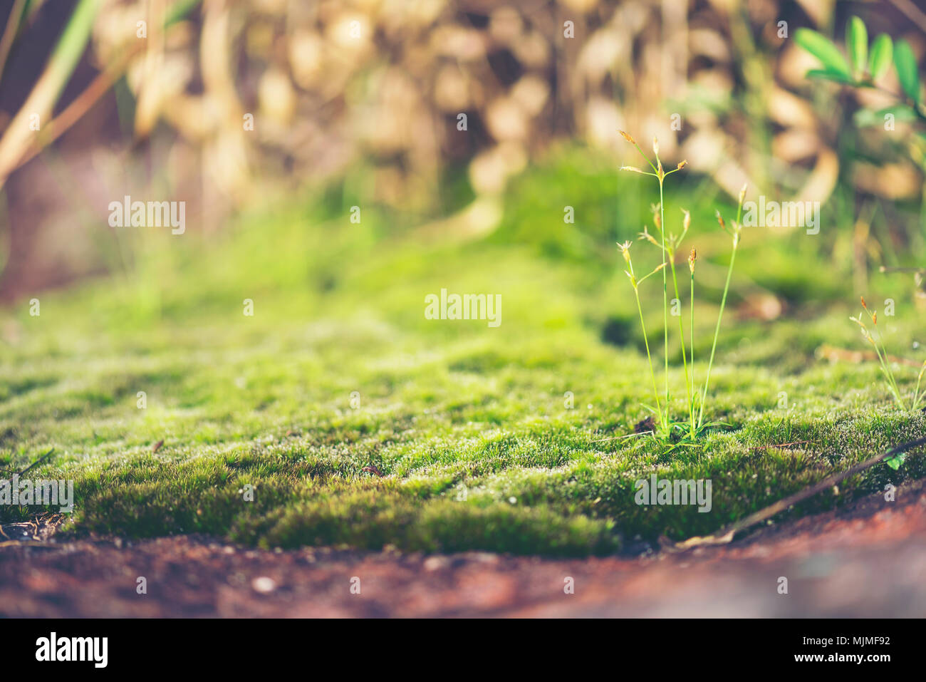 tropical plant and flower in the forest of deep Stock Photo - Alamy
