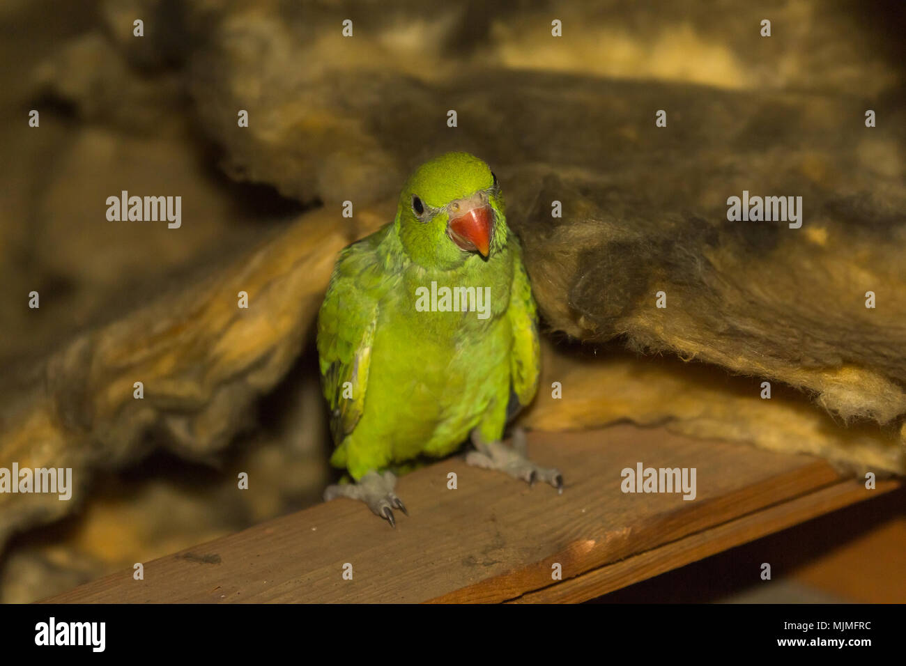 Ring necked parakeet chick hi-res stock photography and images - Alamy