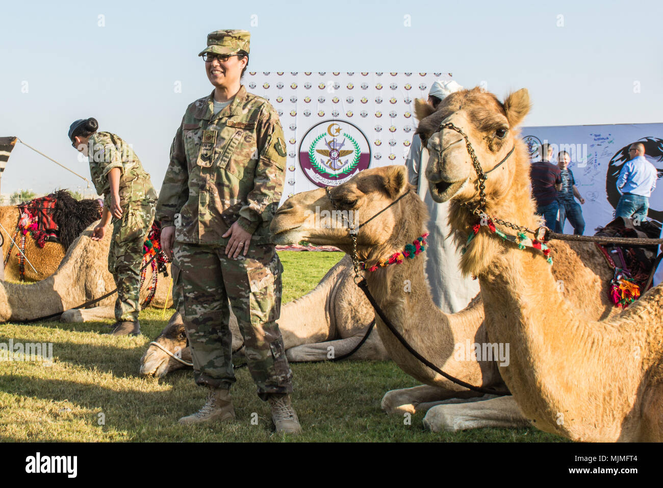 Qatari Camels High Resolution Stock Photography and Images - Alamy