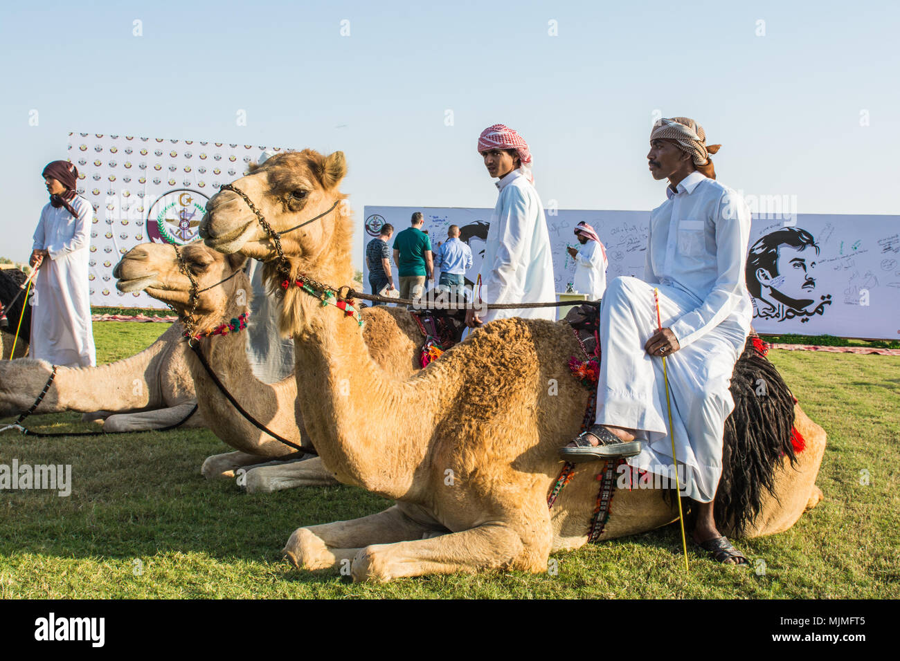 National animal of qatar hi-res stock photography and images - Alamy